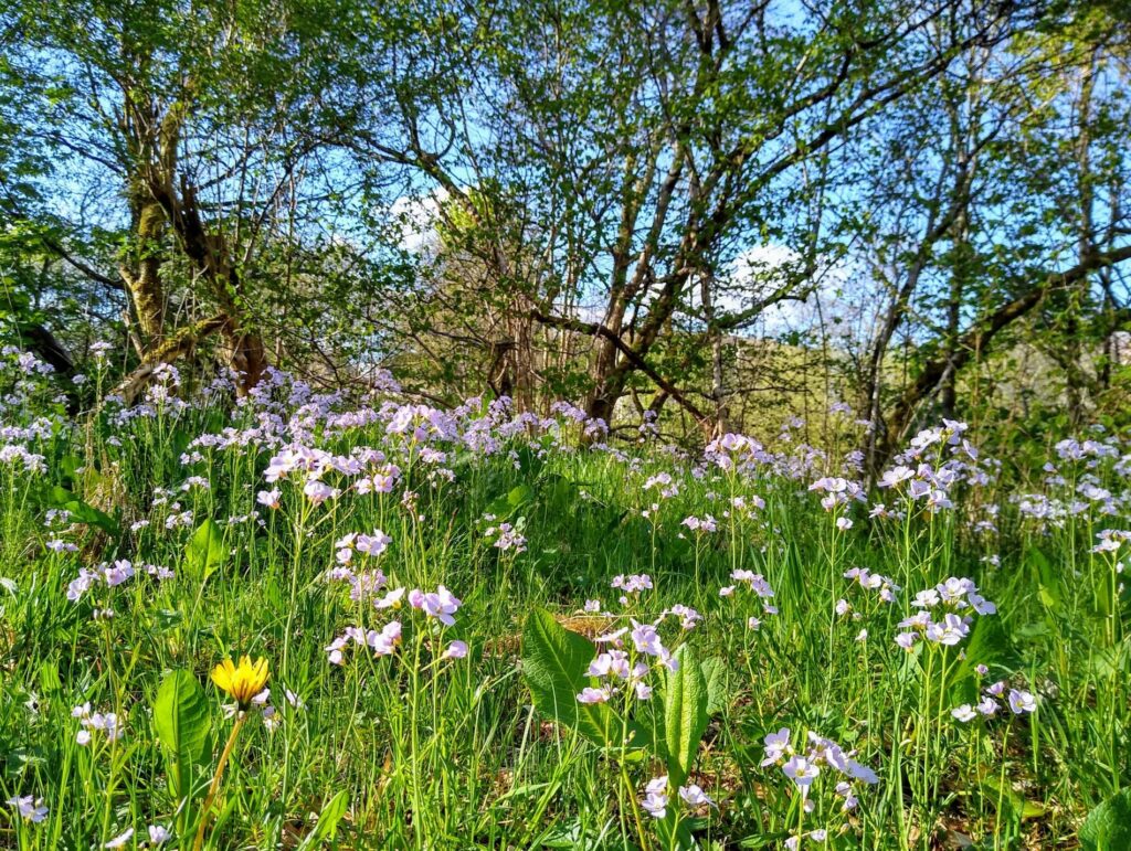 Think Health Think Nature – www.thinkhealththinknature.scot.nhs.uk
